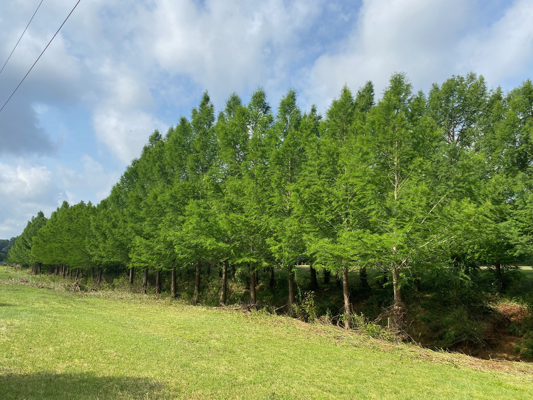 SFA Gardens to host industry day for woody plants