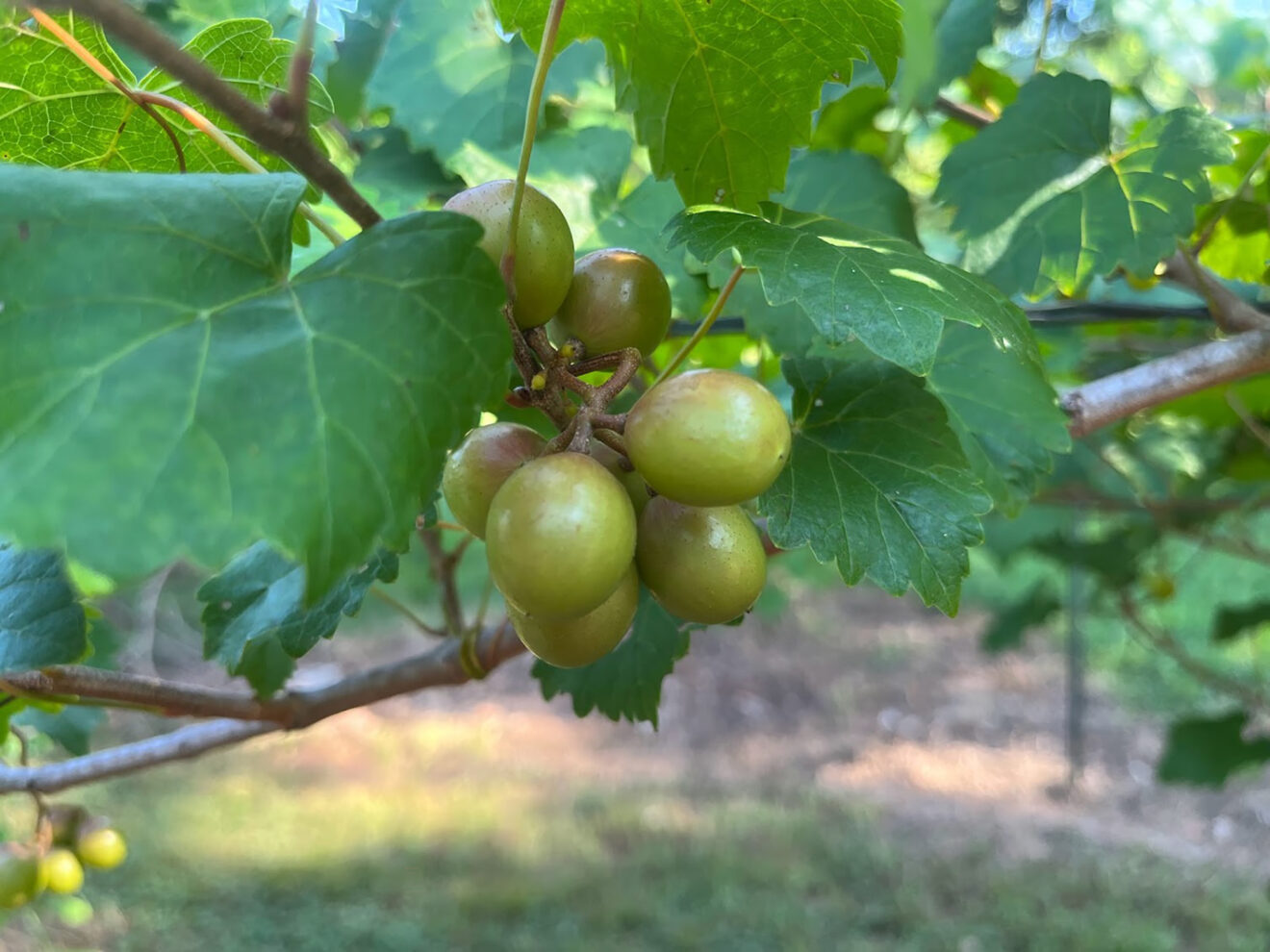 SFA Gardens to host fruit research field day